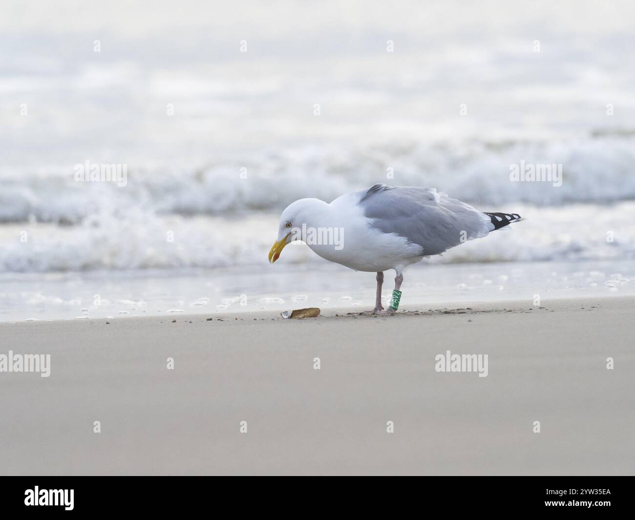 Herring Gull (Larus argentatus), adult, ringed bird standing on the ...