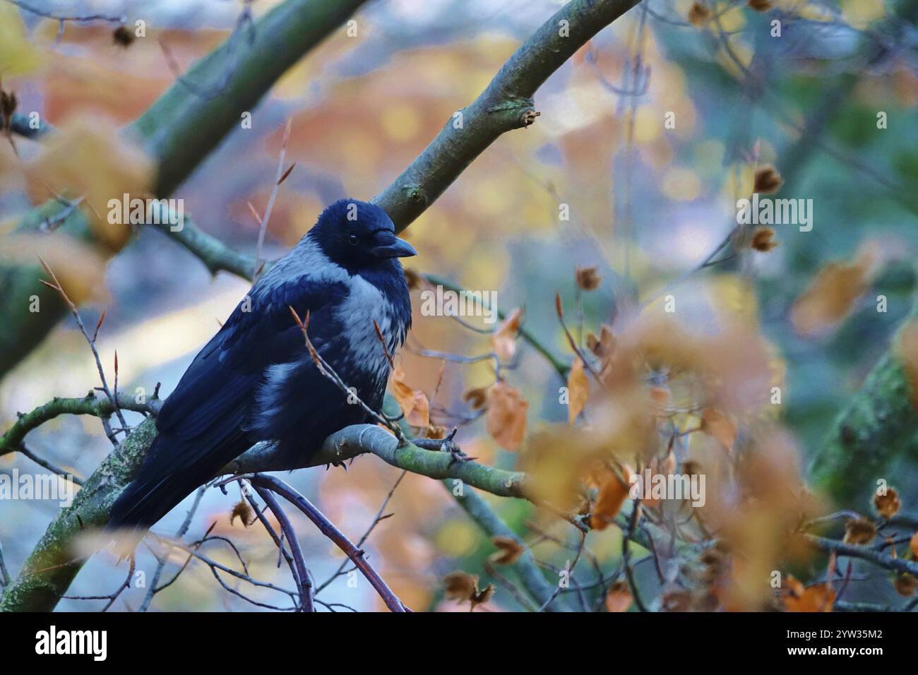 Hooded Crow on a tree, November, Germany, Europe Stock Photo - Alamy
