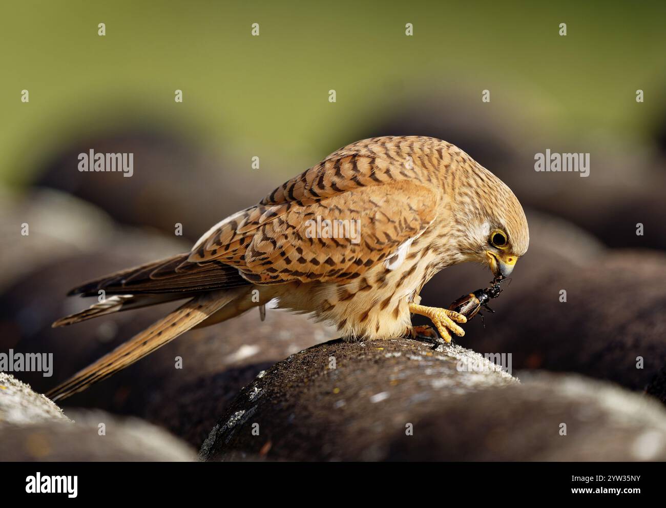 Female lesser kestrel falco naumanni with captured cricket hi-res stock photography and images ...