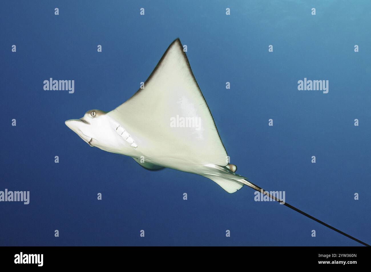 Pointed head with bulging eyes and white underside Belly of Spotted ...