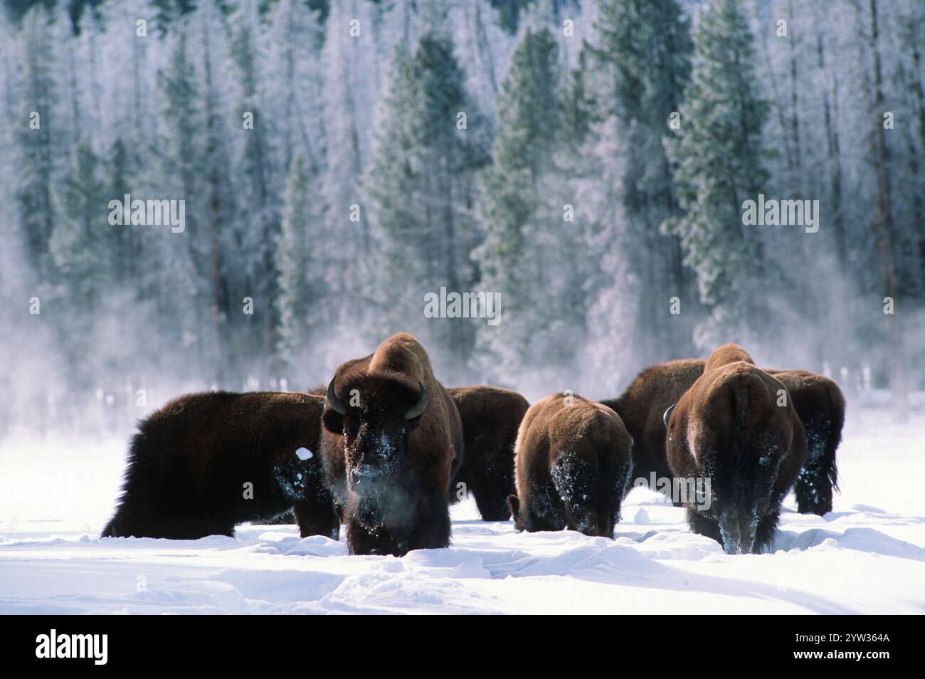 American Bisons, herd in winter, Yellowstone national park, Wyoming ...