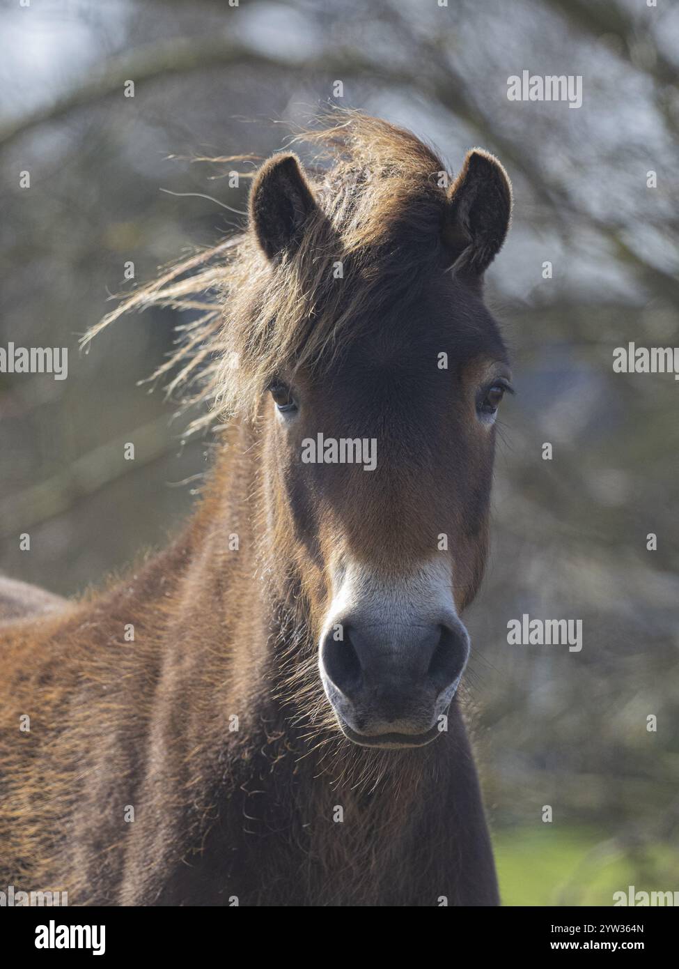 Icelandic Pony, (Equus ferus caballus), portrait of animal looking ...