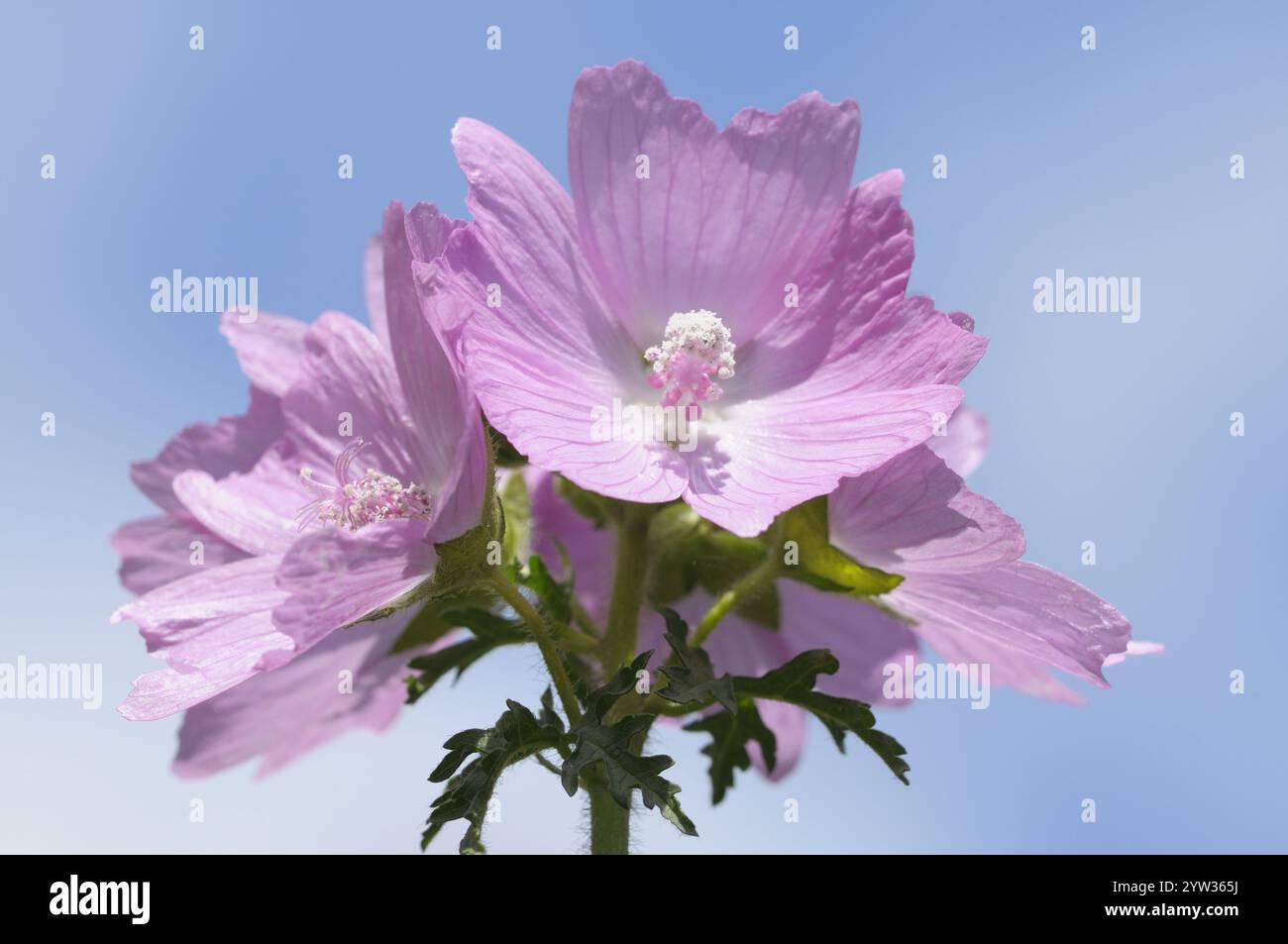 Pink mallow blossoms hi-res stock photography and images - Alamy