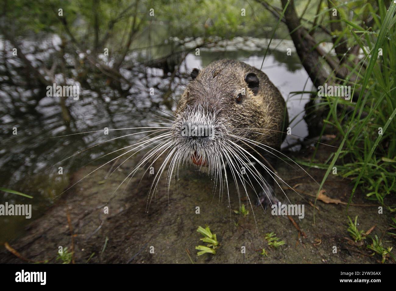Nutria (Myocastor coypus) Hesse, Germany, Europe Stock Photo - Alamy
