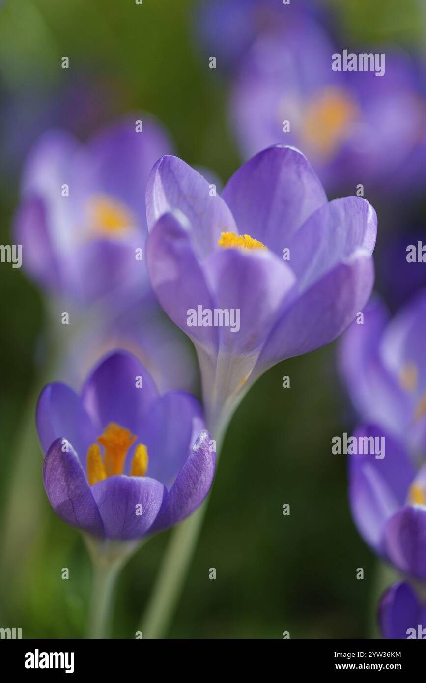 Woodland crocus (Crocus tommasinianus Stock Photo - Alamy