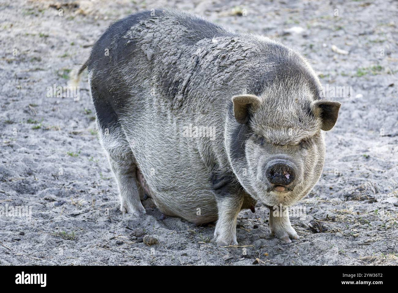 The pot belly pig is hungry and curiou Stock Photo - Alamy