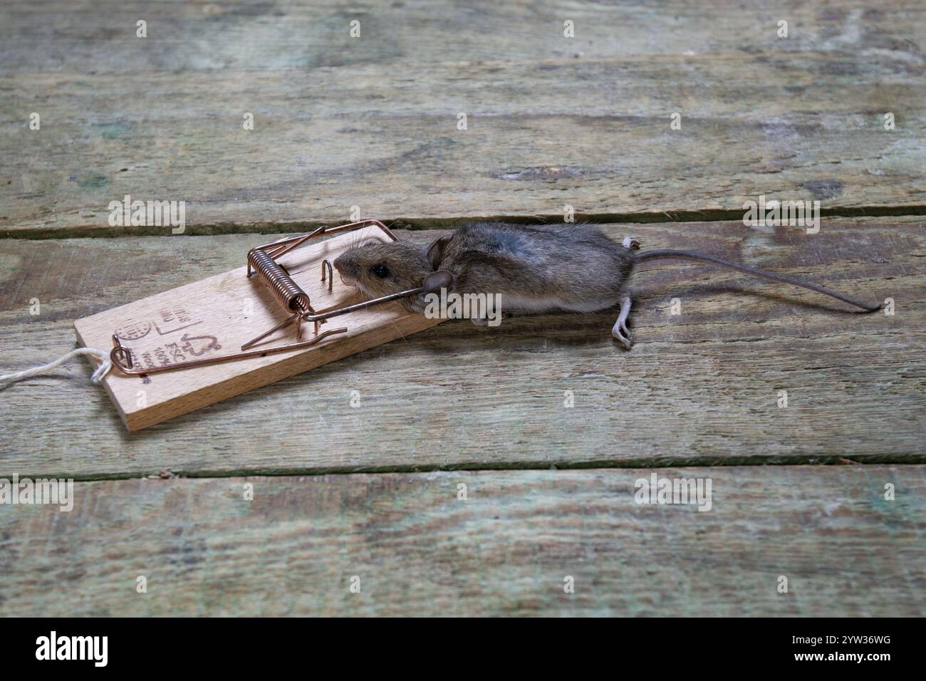 Mouse, house mouse (Mus musculus) in the trap, dead, caught, mousetrap ...