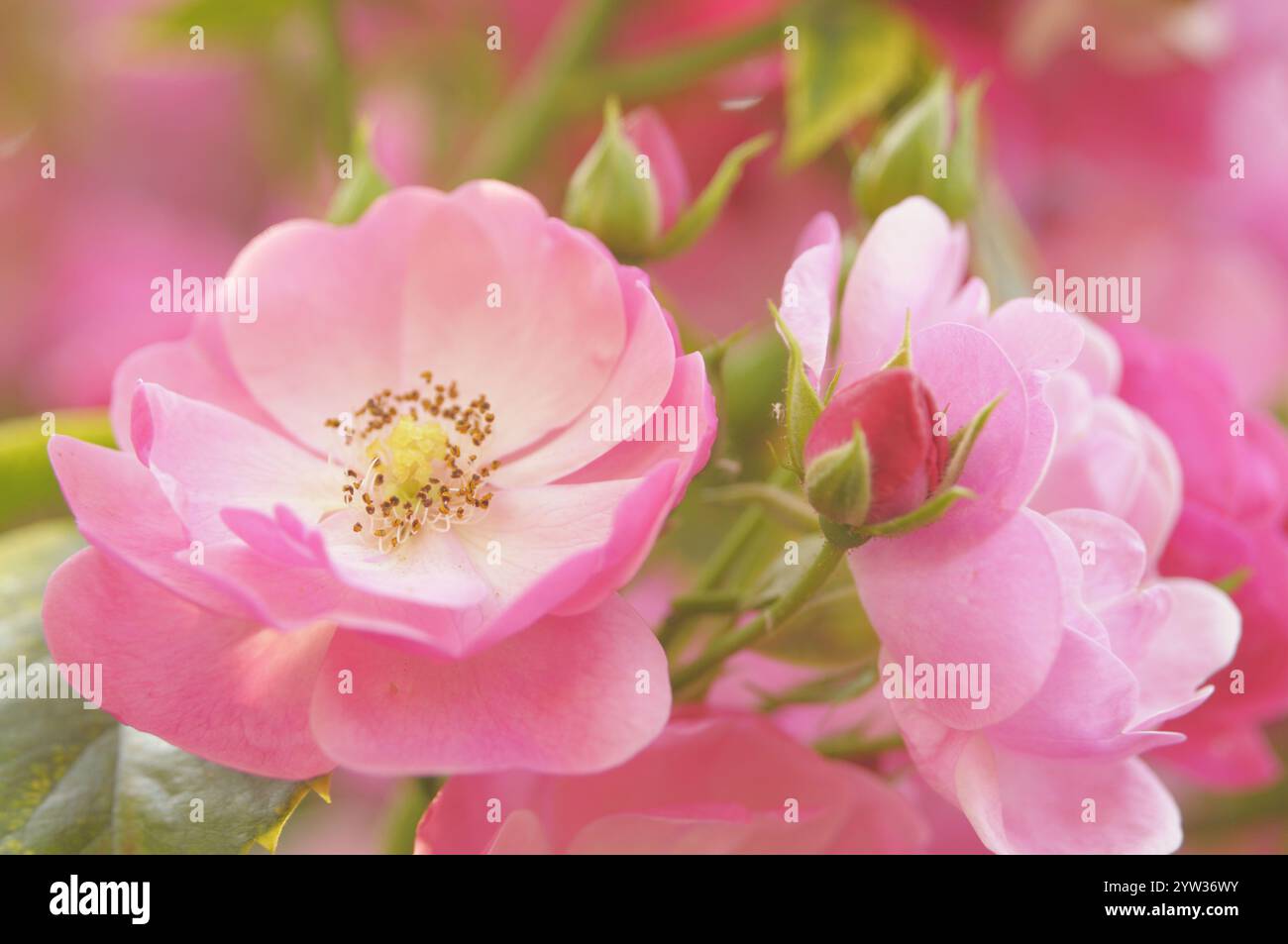 Shrub Rose, (Rosa spec Stock Photo - Alamy