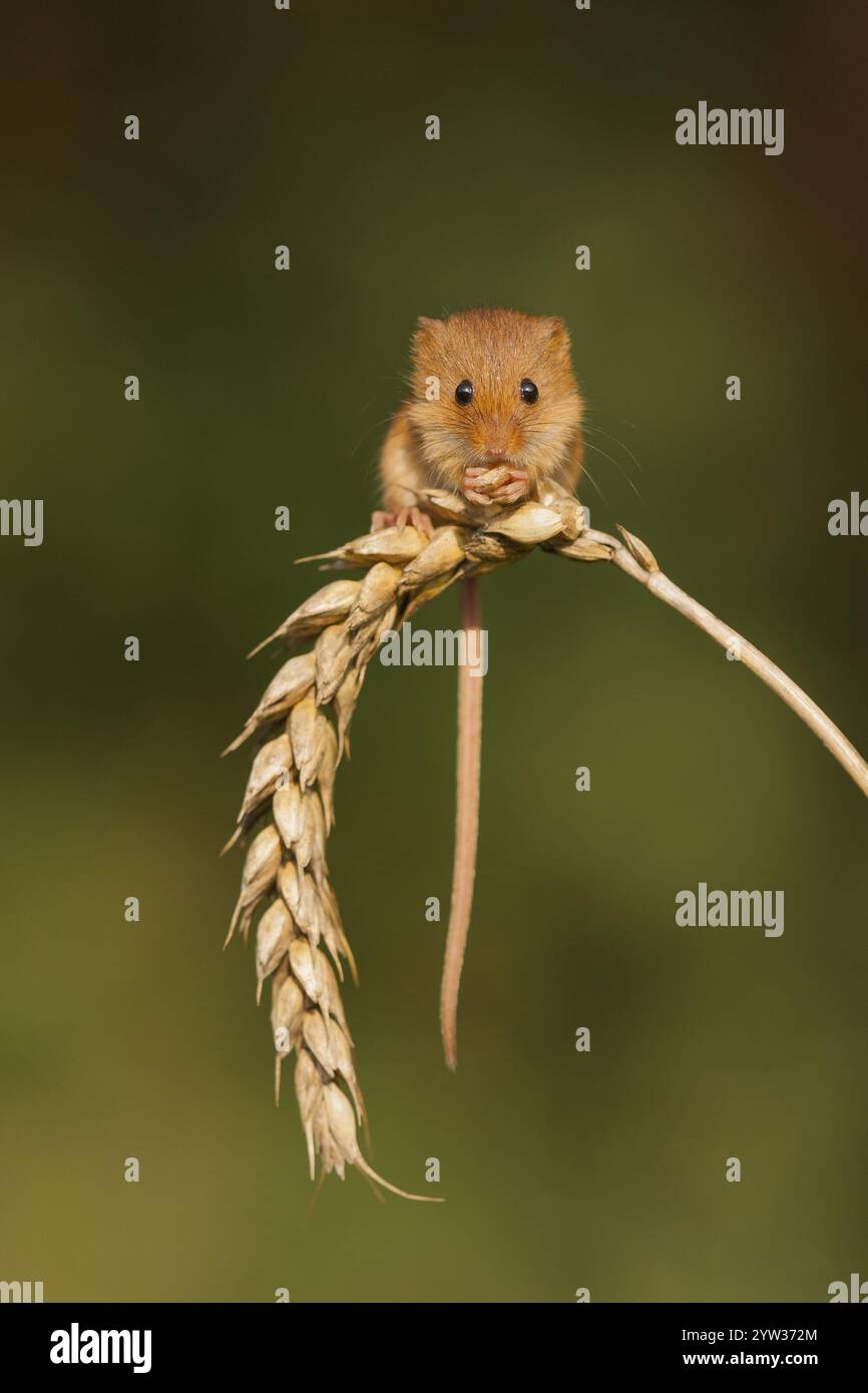 Dwarf mouse (Micromys minutus), eats grain, Rhineland-Palatinate ...