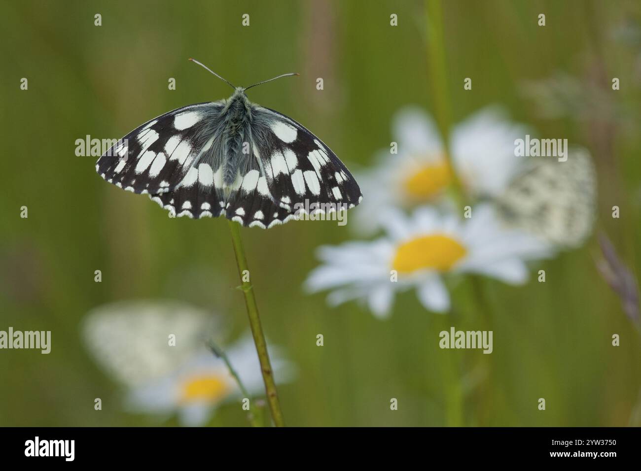 Marbled white (Melanargia galathea), Ox-eye daisy (Leucanthemum vulgare ...