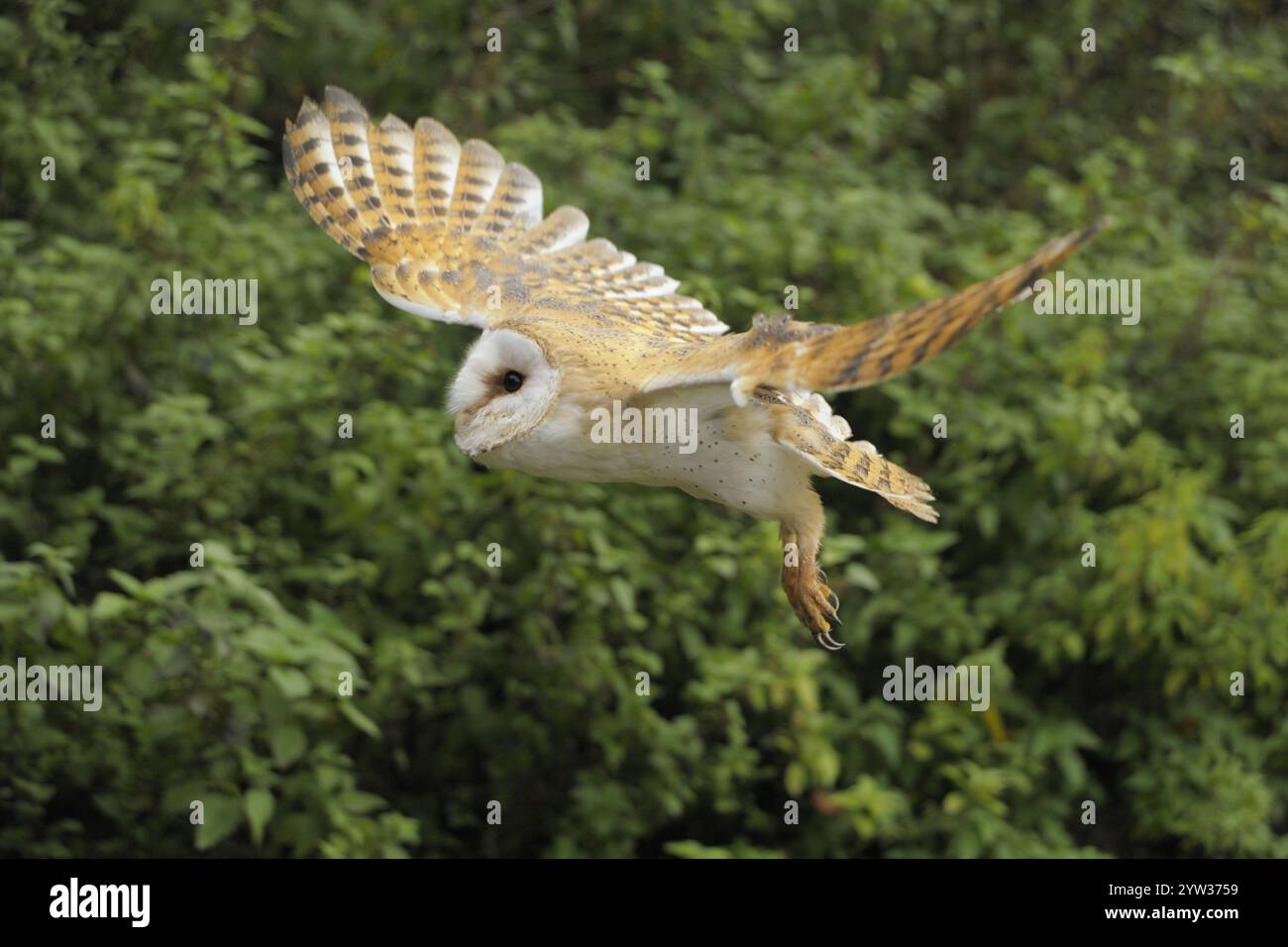 Barn owl figure hi-res stock photography and images - Alamy