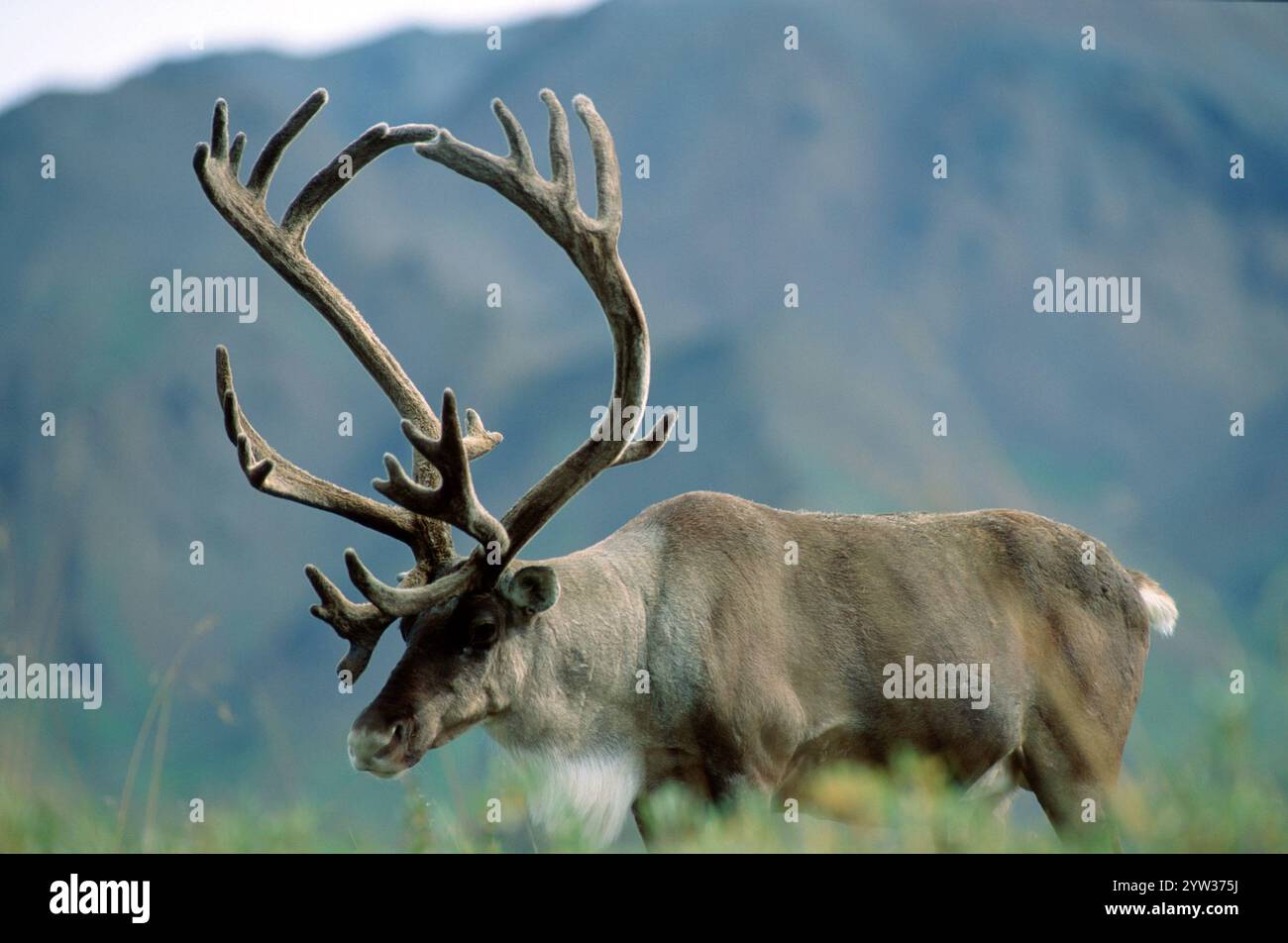 Caribou bull, Denali national park, Alaska, USA, (Rangifer tarandus ...