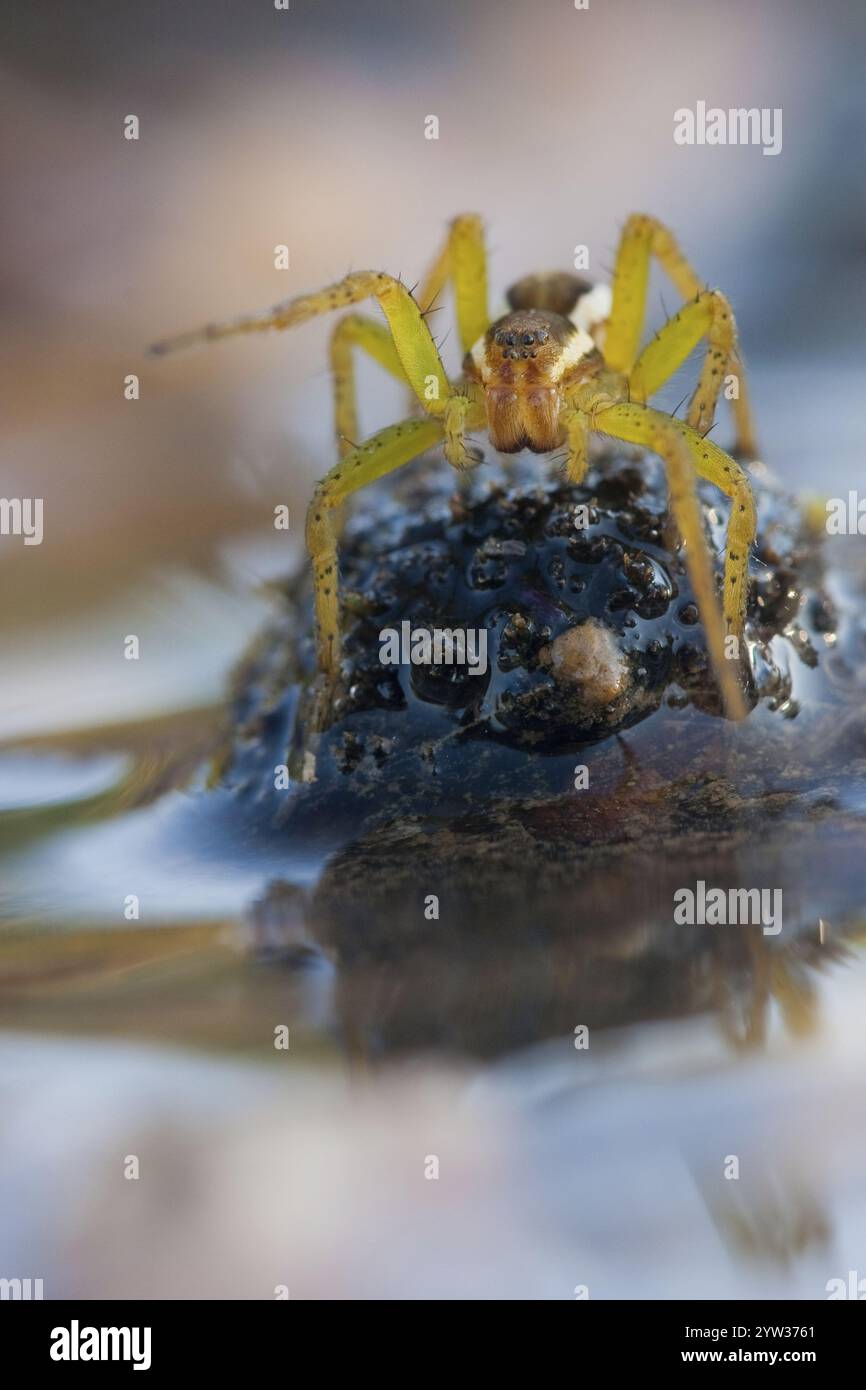 Grounded hunting spider (Dolomedes fimbriatus), North Rhine-Westphalia ...