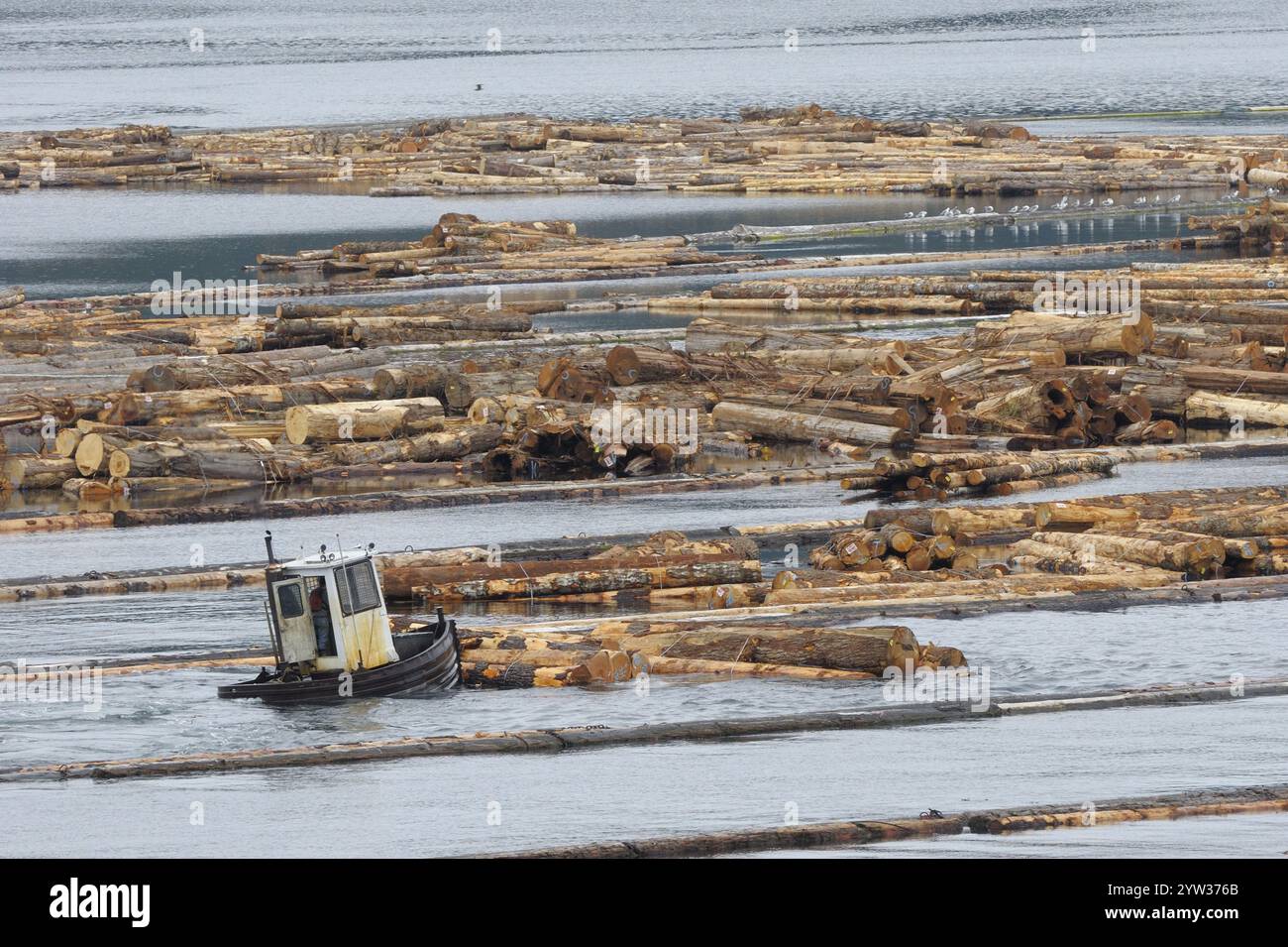 Tug boat working on log boom, Telegraph Cove, Vancouver Island, British ...