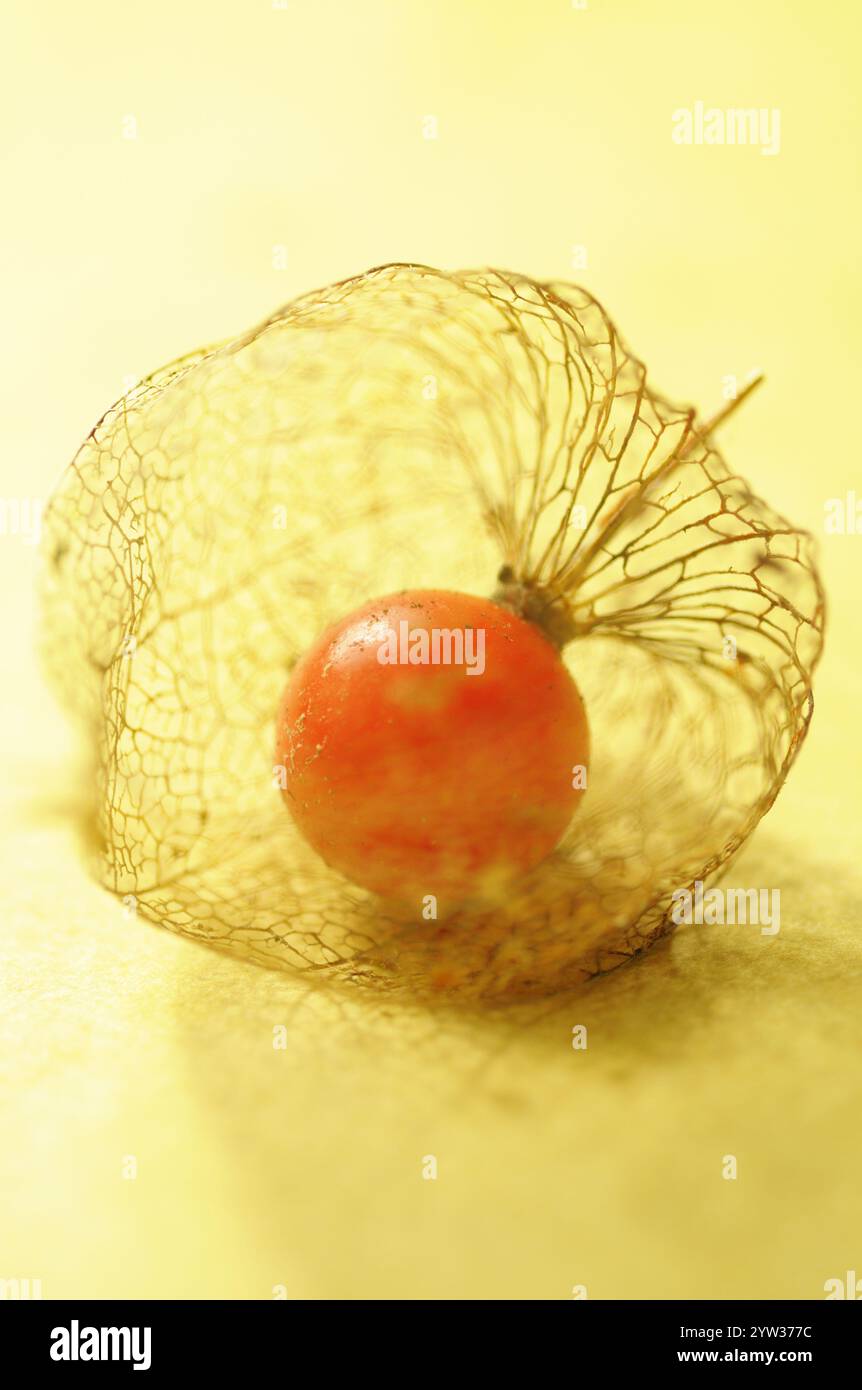 Japanese Lanterns, (Physalis franchetii, Physalis alkekengi), Chinese ...