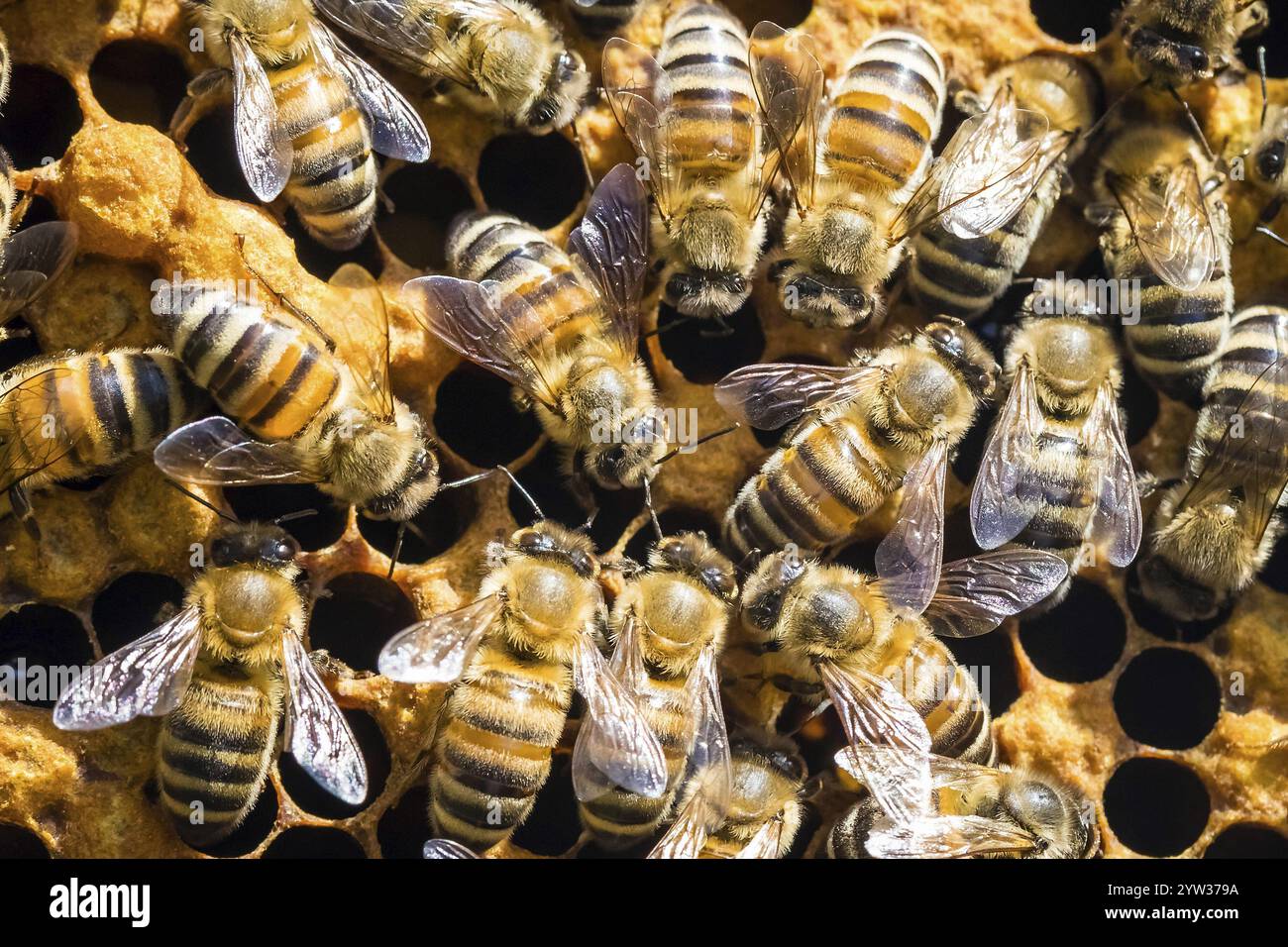 Animals, insects, bees, honeybee, honeybees, (Apis), in the beehive ...
