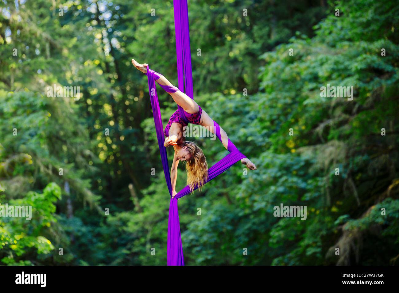 Aerial silk performer executing a pose in purple fabric amidst lush ...