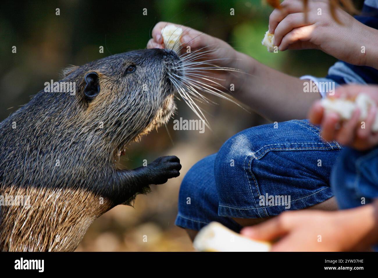 Nutria (Myocastor coypus), is fed, Man and nature, Hesse, Germany ...