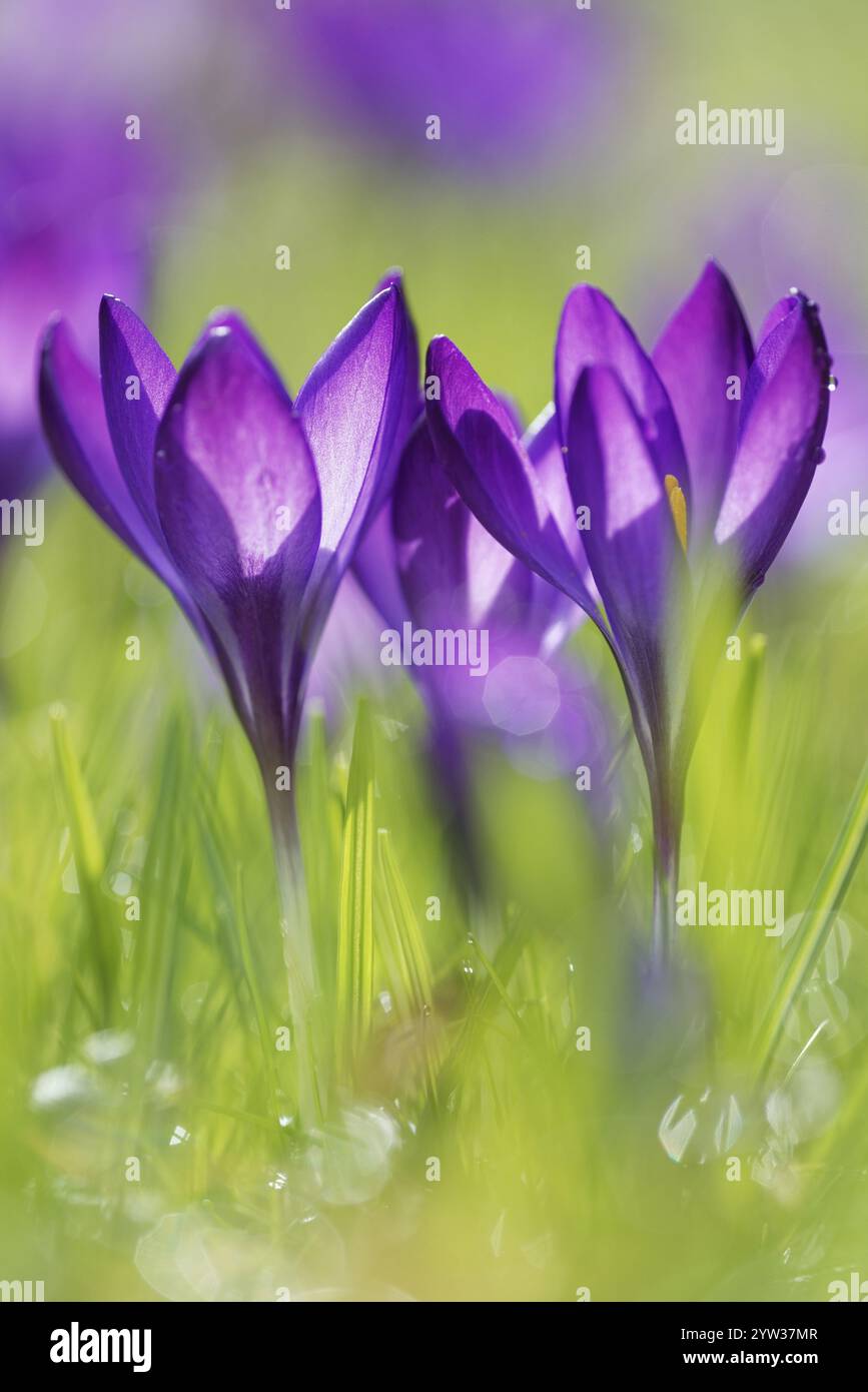 Woodland crocus (Crocus tommasinianus Stock Photo - Alamy