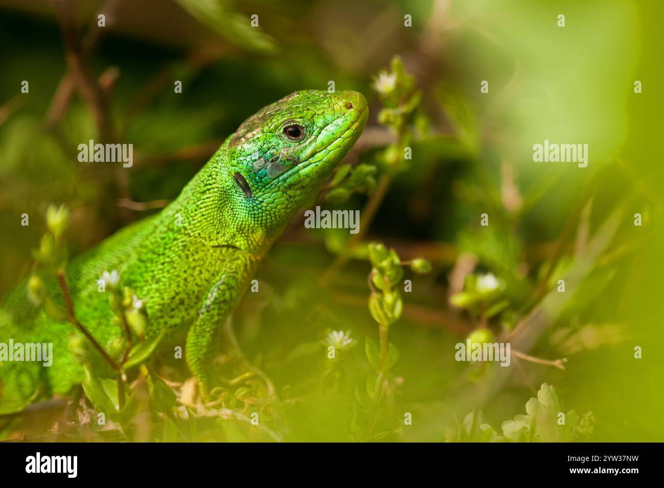 Western Green Lizard (Lacerta bilineata), Kaiserstuhl, Baden ...