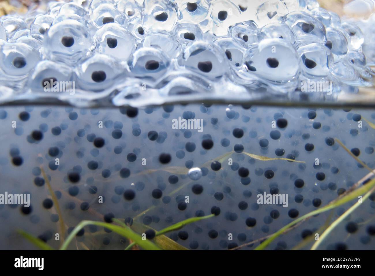 Common frog (Rana temporaria) Spawn, Rhineland-Palatinate, Germany, Europe Stock Photo - Alamy