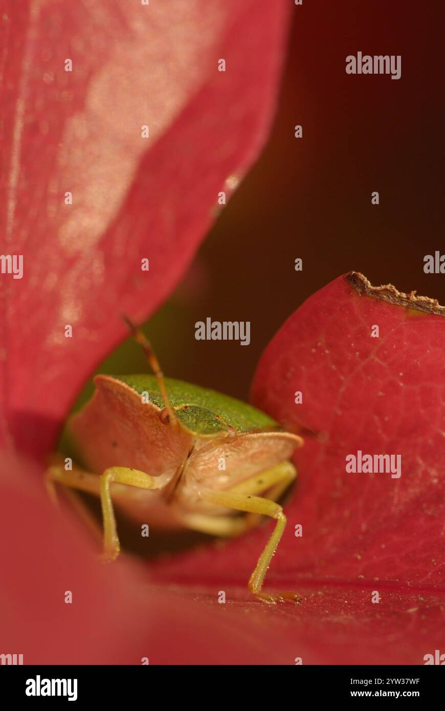 Common Green Shield Bug, North Rhine-Westphalia, Germany, (Palomena ...