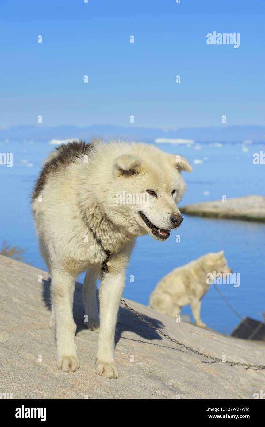 Greenland Dogs, Ilulissat, Disko Bay, West coast, Greenland, Jakobshavn ...