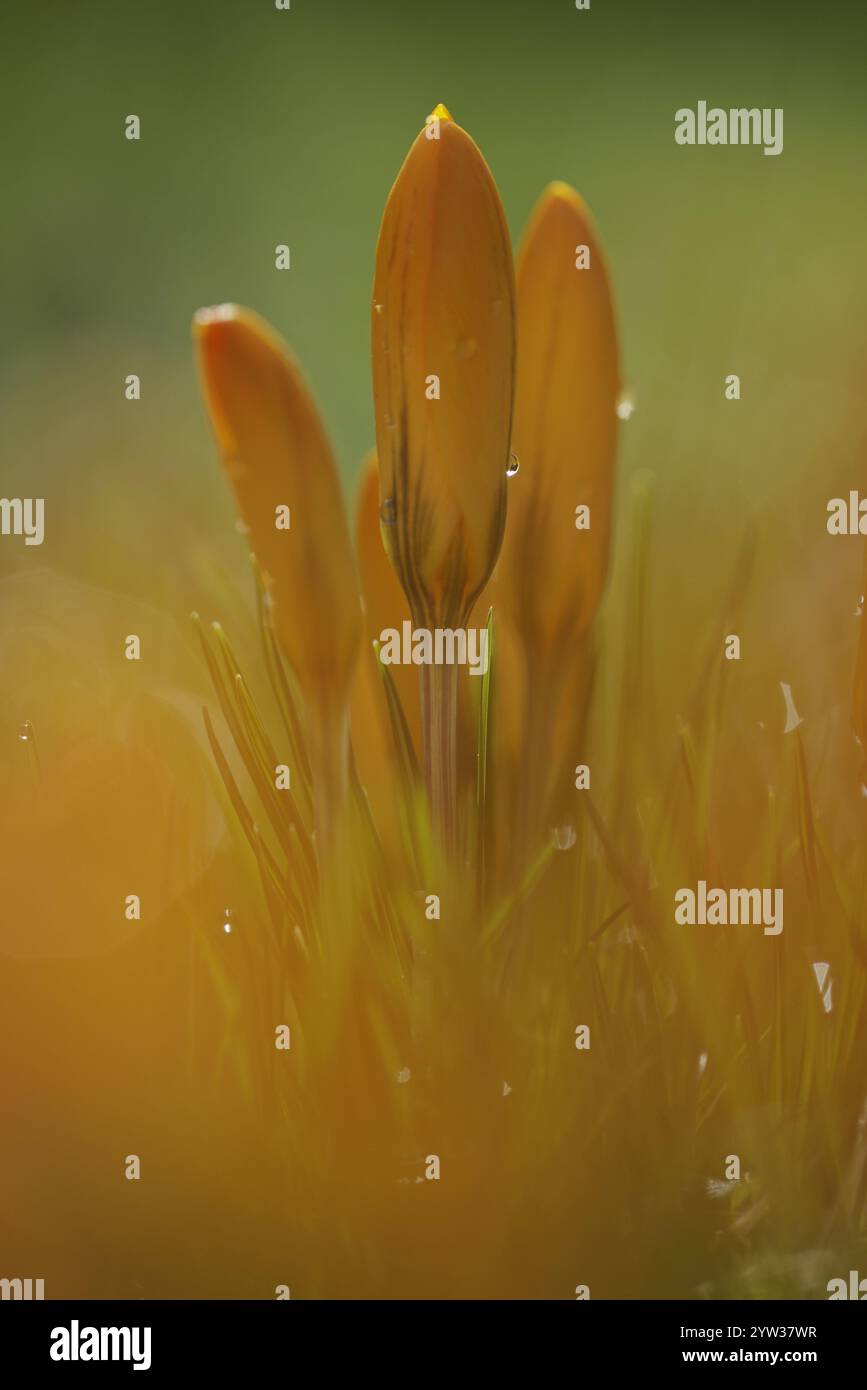 Dutch yellow crocus, (Crocus flavus Stock Photo - Alamy