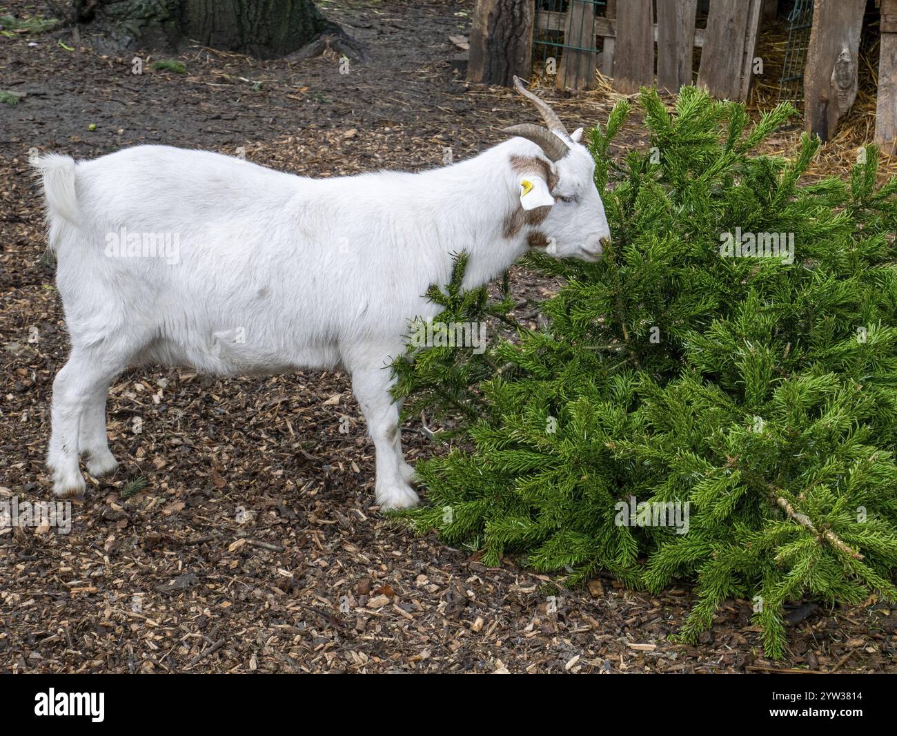 Tree feeding goats hi-res stock photography and images - Alamy