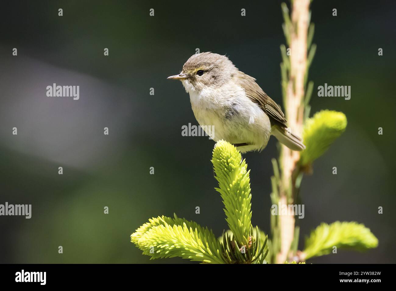 Animals, Birds, Songbird, Chiffchaff, Willow Warbler, (Phylloscopus ...