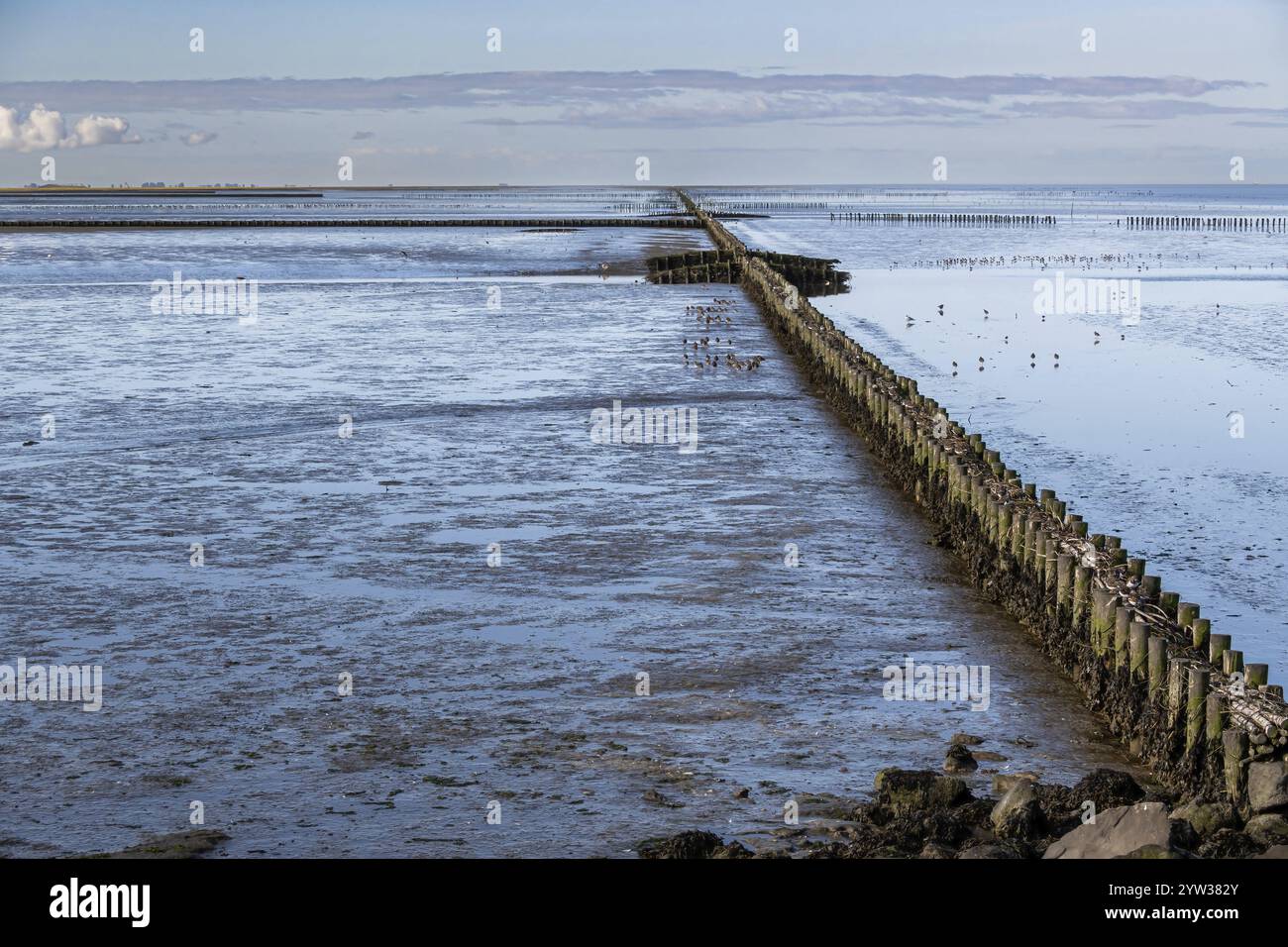 Old wooden piles in the north sea at ebb tide Stock Photo - Alamy