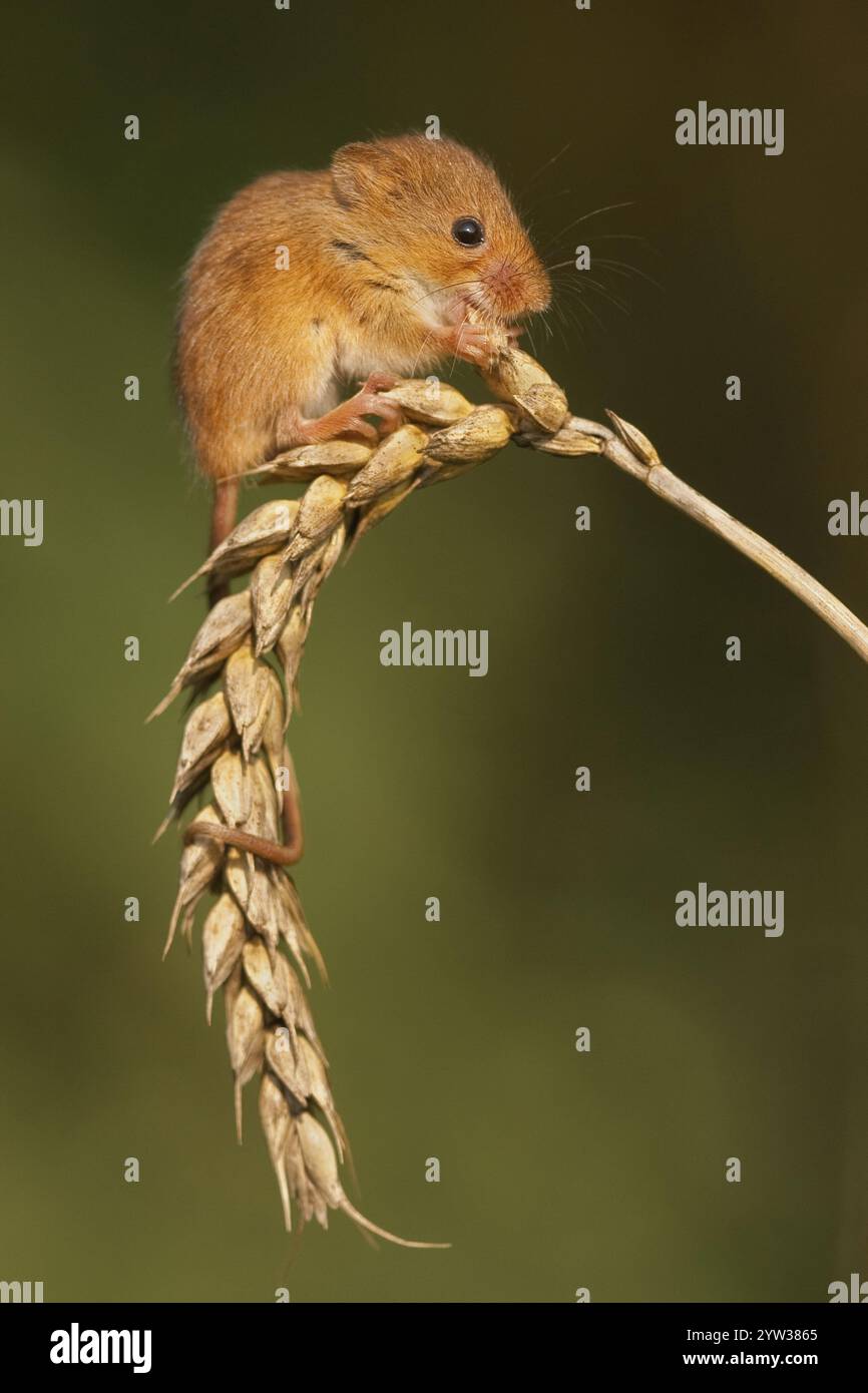 Dwarf mouse (Micromys minutus), eats grain, Rhineland-Palatinate ...