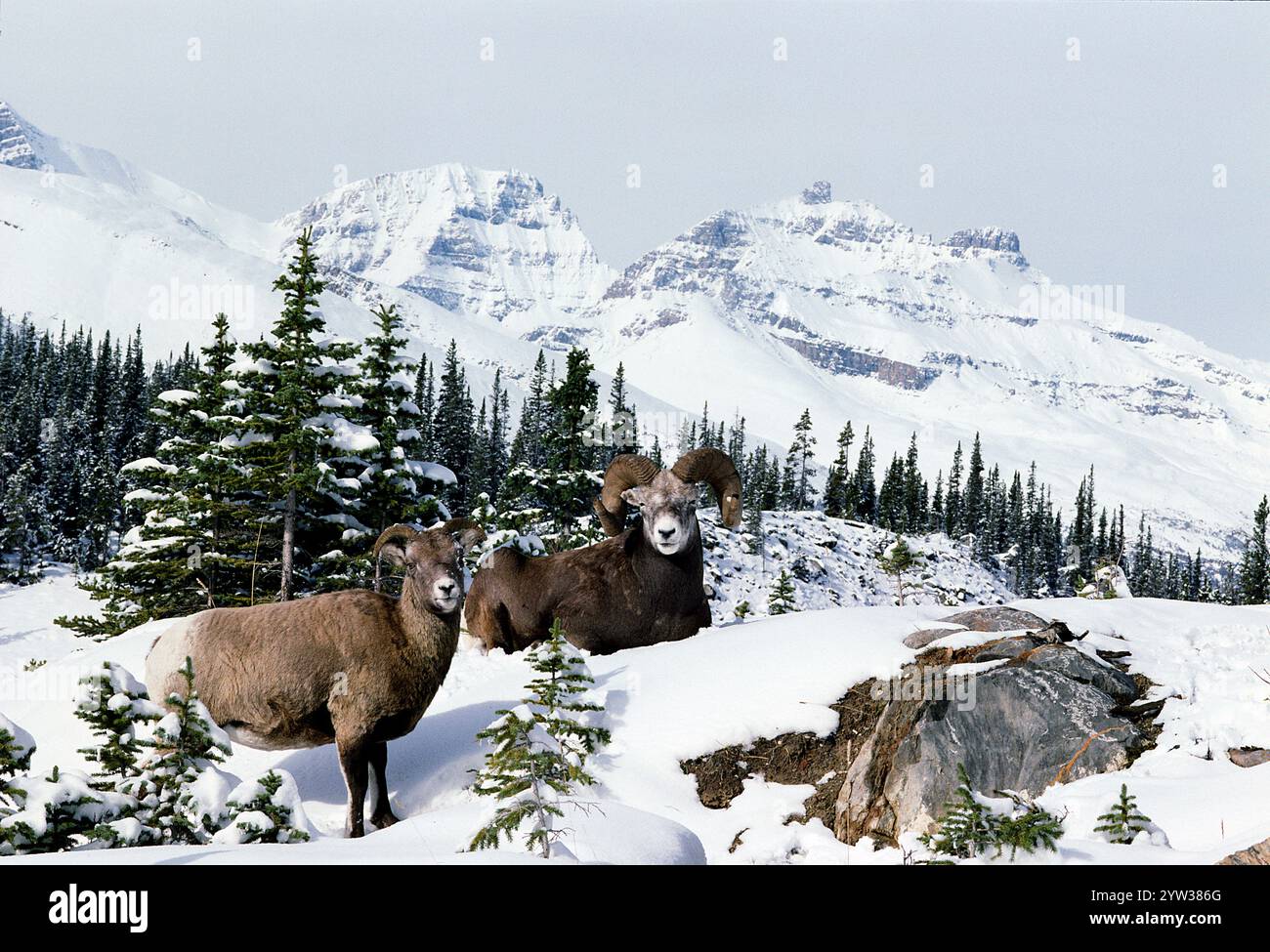 Bighorn Sheep in winter, Jasper national park, Alberta, Canada, (Ovis ...