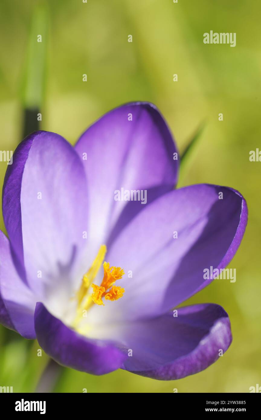 Woodland Crocus, (Crocus tommasinianus Stock Photo - Alamy
