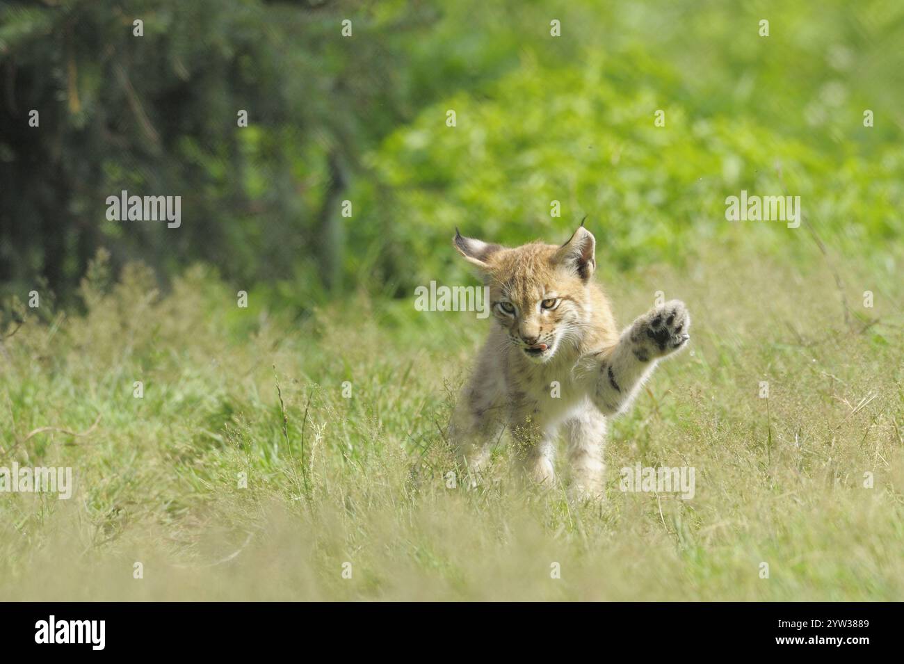 European Lynx, cub, (Lynx lynx, Felis lynx), lifting paw Stock Photo ...
