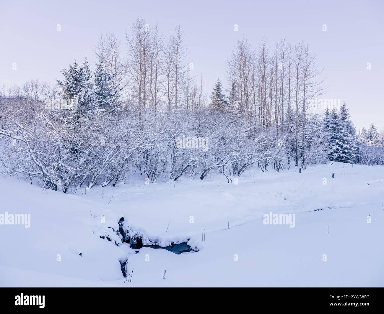 Snowy forest clearing with frosted trees in winter Stock Photo - Alamy