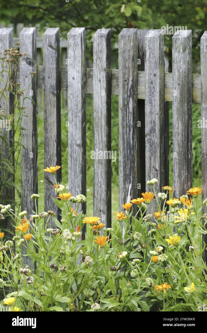 Picket fence, garden fence with colourful flower-bed in the foreground ...