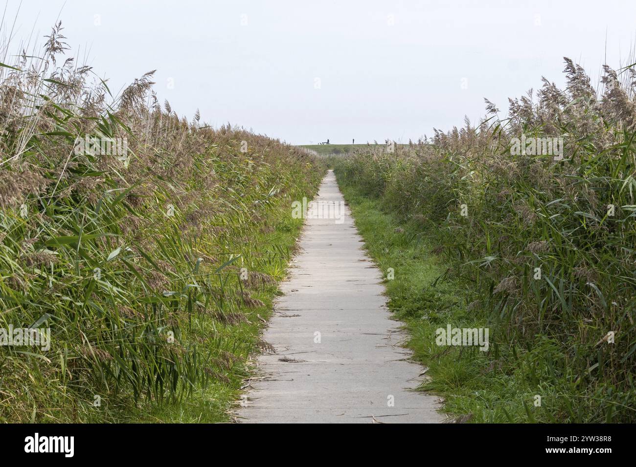 Country lane in a beautiful landscape Stock Photo - Alamy