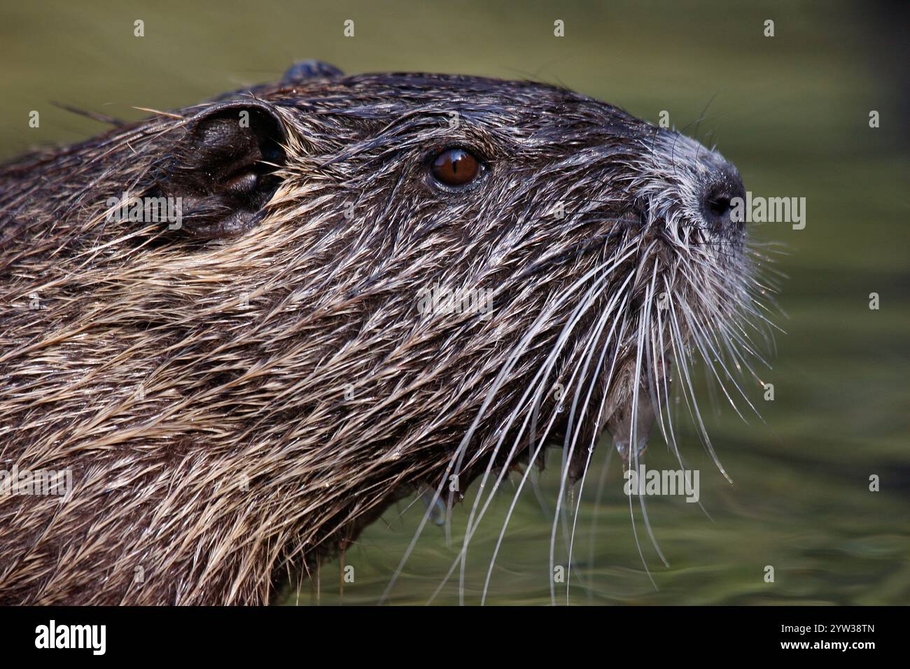 Nutria (Myocastor coypus) Hesse, Germany, Europe Stock Photo - Alamy