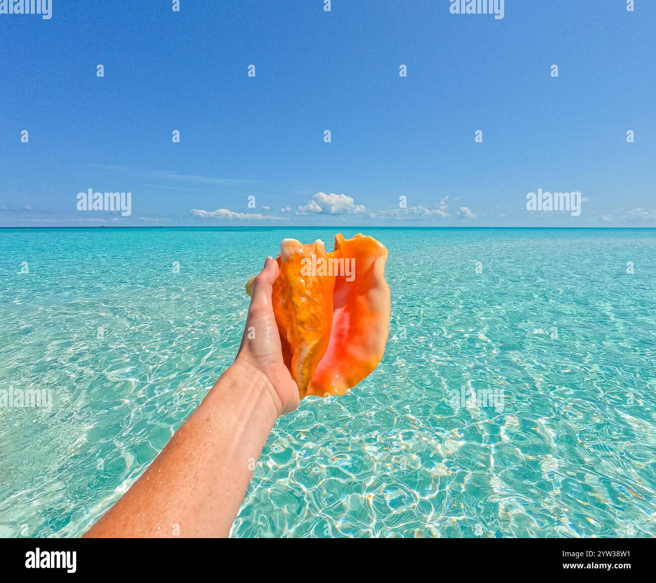 Conch Shell in Hand With Ocean Background Stock Photo - Alamy