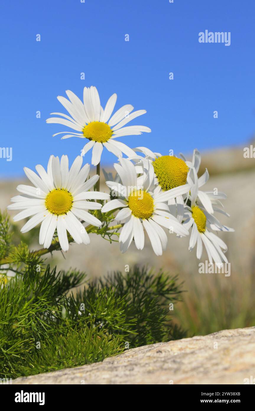 Arctic Daisy, West coast, Greenland, (Chrysanthemum arcticum), North ...