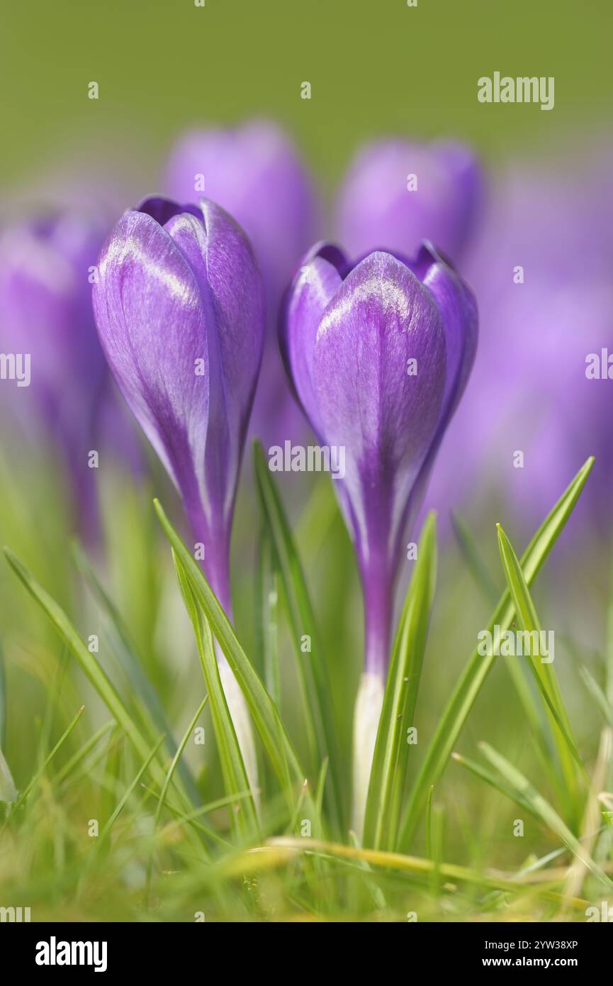 Woodland Crocus, (Crocus tommasinianus Stock Photo - Alamy