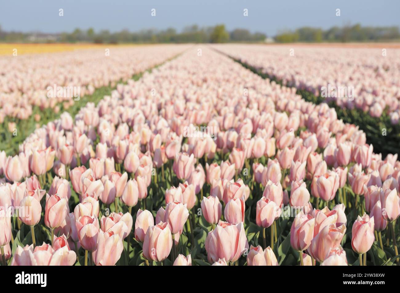Tulip field, near Lisse, Netherlands Stock Photo - Alamy