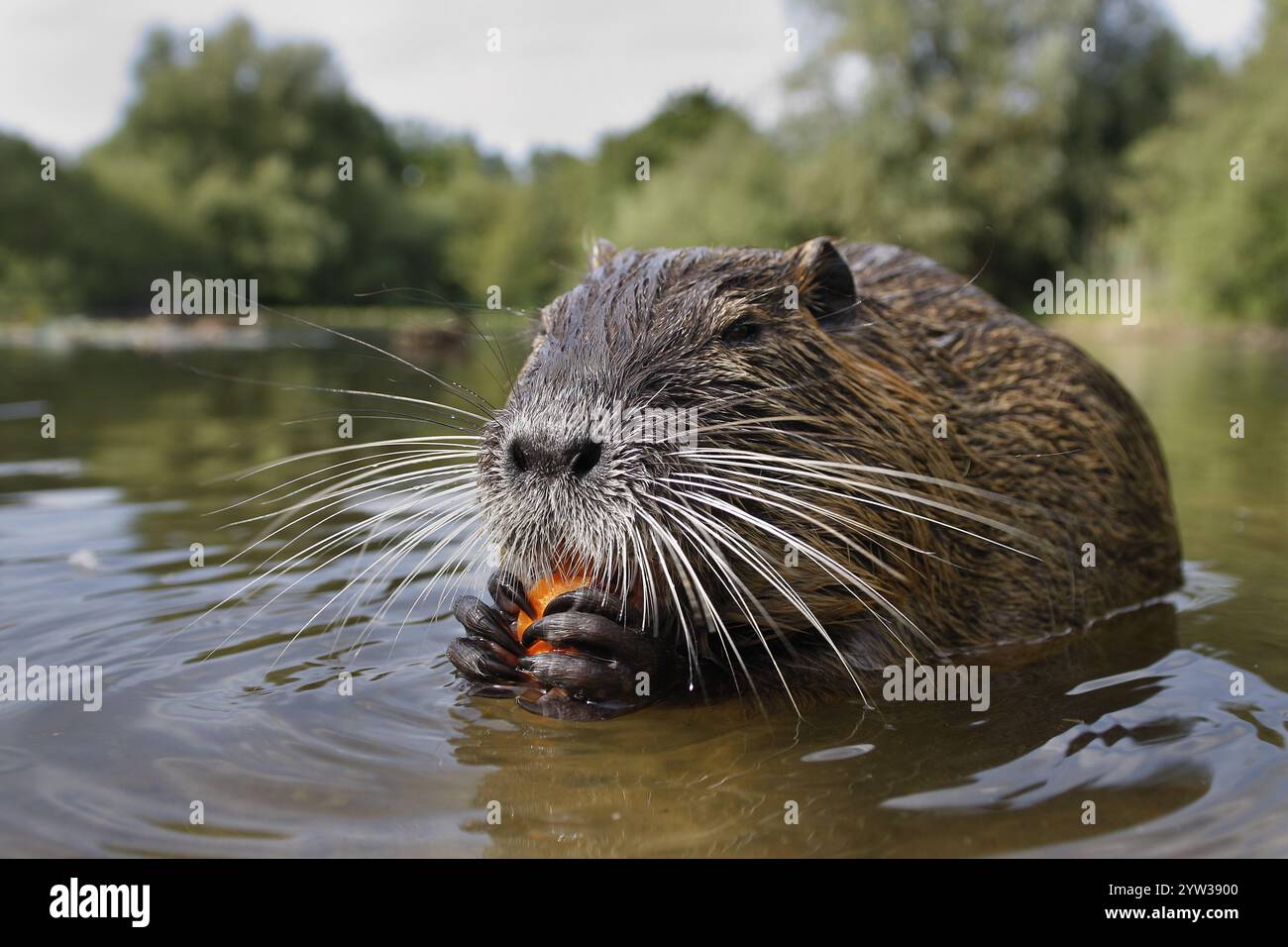 Nutria (Myocastor coypus) Hesse, Germany, Europe Stock Photo - Alamy