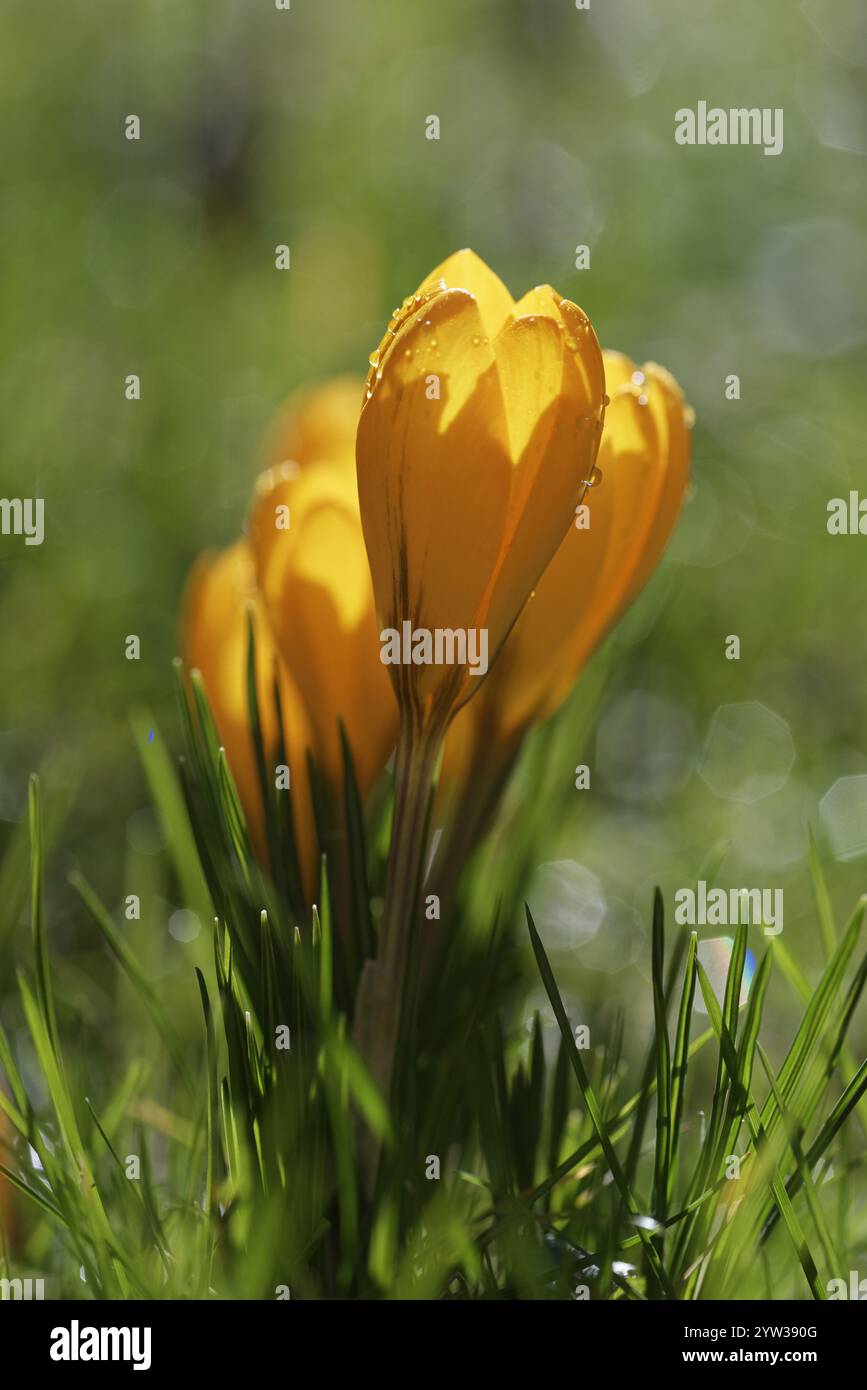 Crocus flavus flavus hi-res stock photography and images - Alamy
