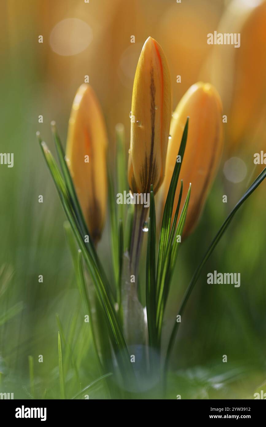 Dutch yellow crocus, (Crocus flavus Stock Photo - Alamy