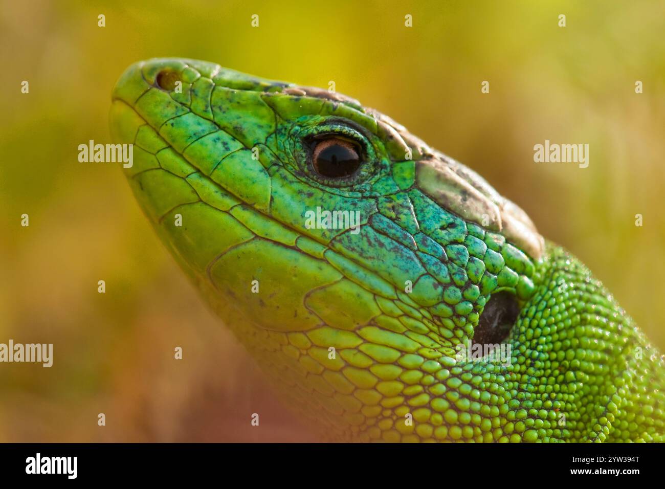 Western Green Lizard (Lacerta bilineata), Kaiserstuhl, Baden ...