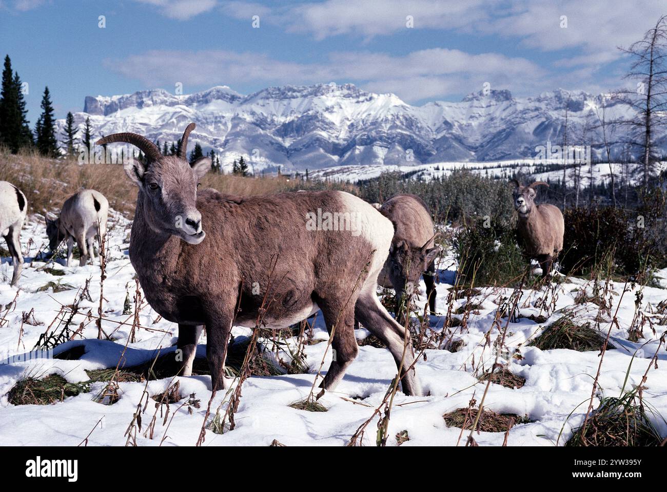 Bighorn Sheep in winter, Jasper national park, Alberta, Canada, (Ovis ...