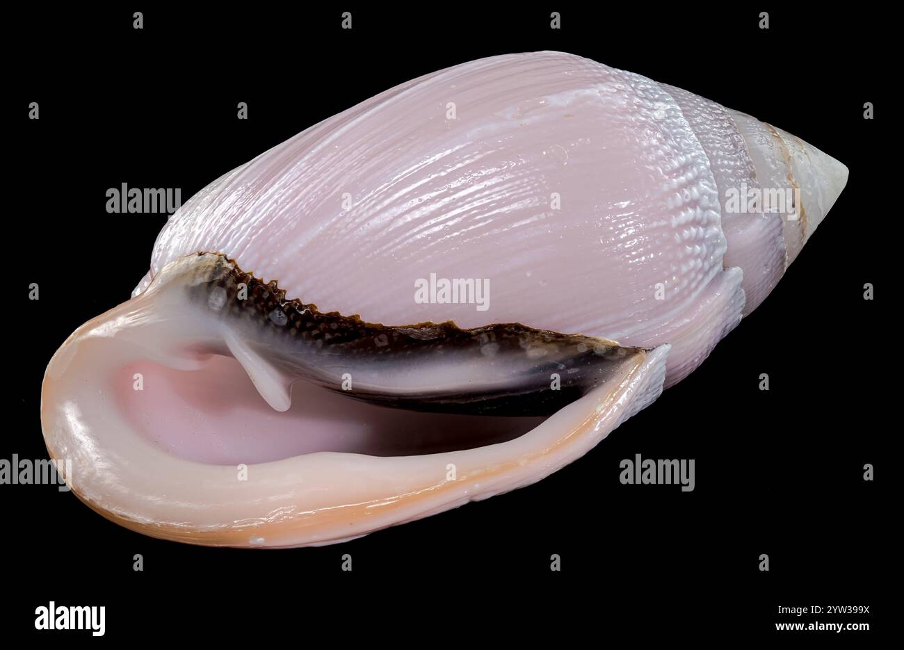 Pink conch hi-res stock photography and images - Alamy