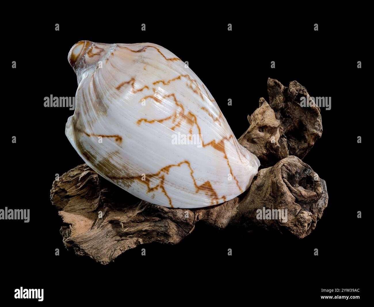 Elegant Cymbiola nobilis Seashell on Driftwood Stock Photo - Alamy